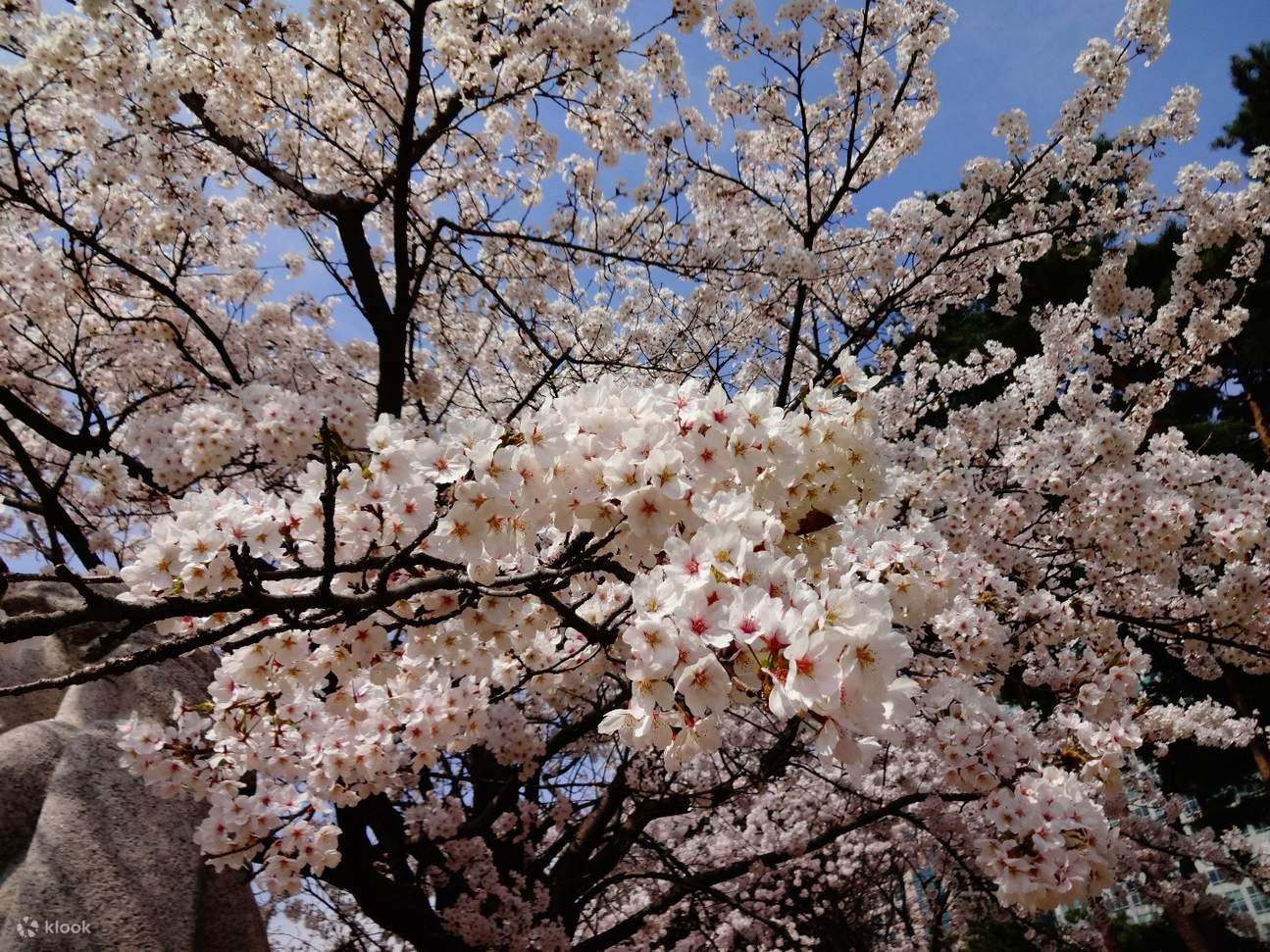 Chasing Cherry Blossoms Tour from Busan - Klook India